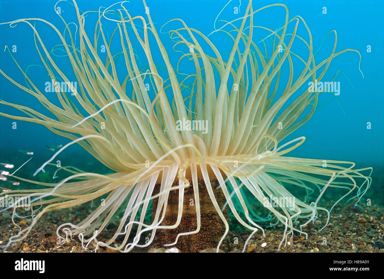 Tube-dwelling Anemone (Cerianthus sp) with extended tentacles ...
