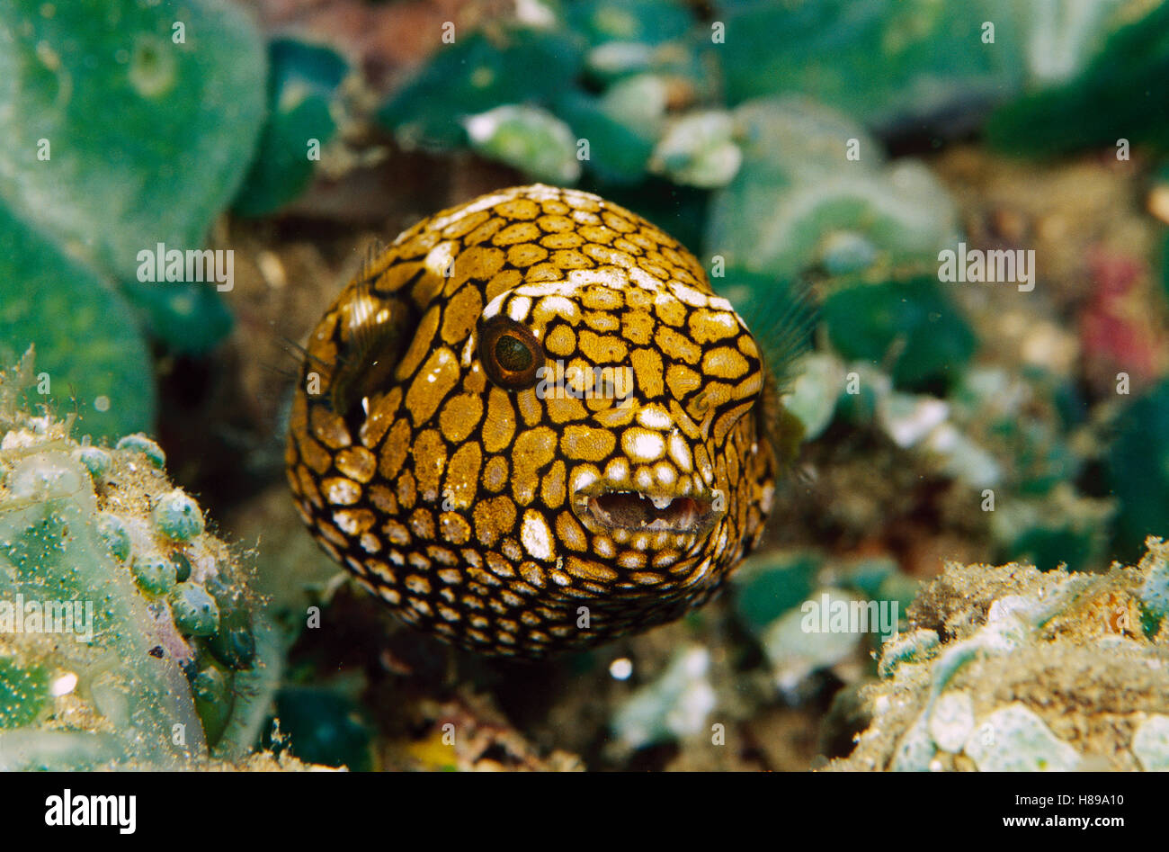 Map Puffer (Arothron mappa) fish juvenile, Indonesia Stock Photo - Alamy