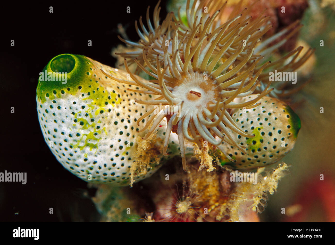 Sea Squirt (Didemnum molle) group and Gorgonian Wrapper (Nemanthus ...