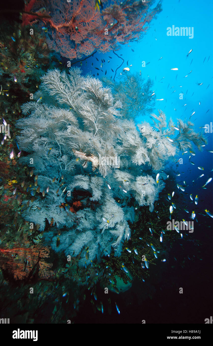 Soft Coral (Dendronephthya sp) reef, Indonesia Stock Photo - Alamy