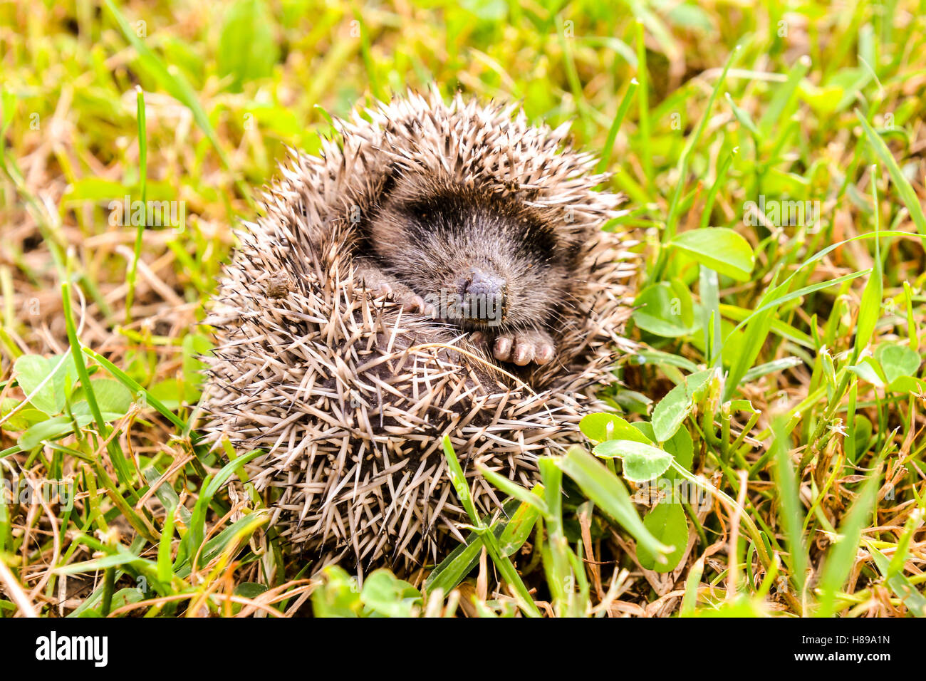 Photo Picture of an European Hedgehog Mammal Animal Stock Photo - Alamy