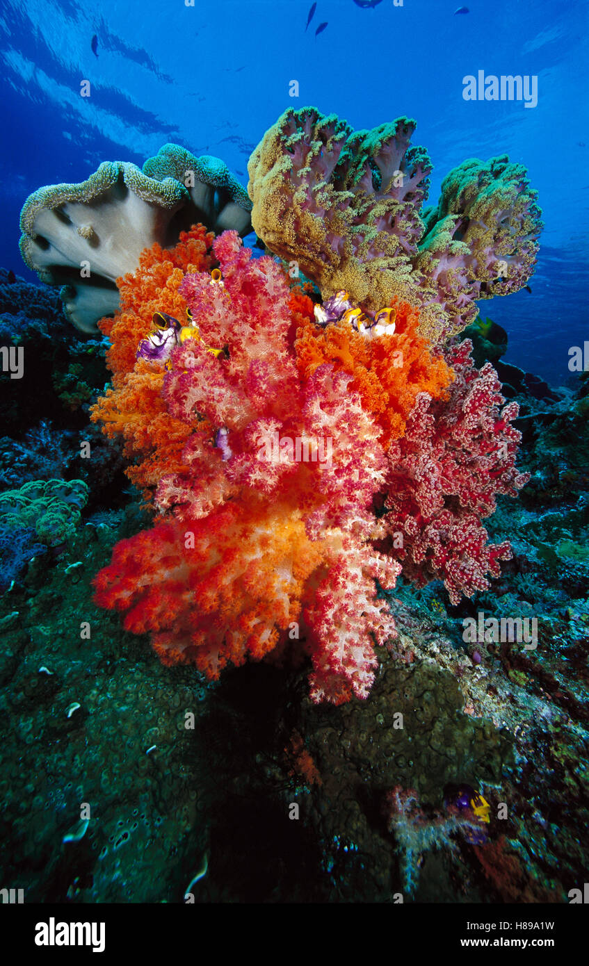 Soft Coral (Dendronephthya sp) and Leather Coral (Sarcophyton sp) reef ...