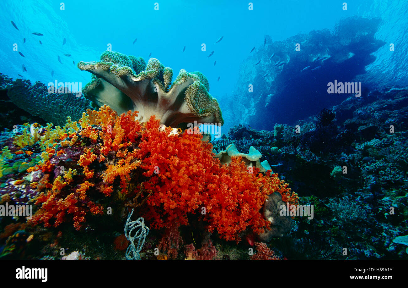 Soft Coral (Scleronephthya sp) and Leather Coral (Sarcophyton sp) reef ...