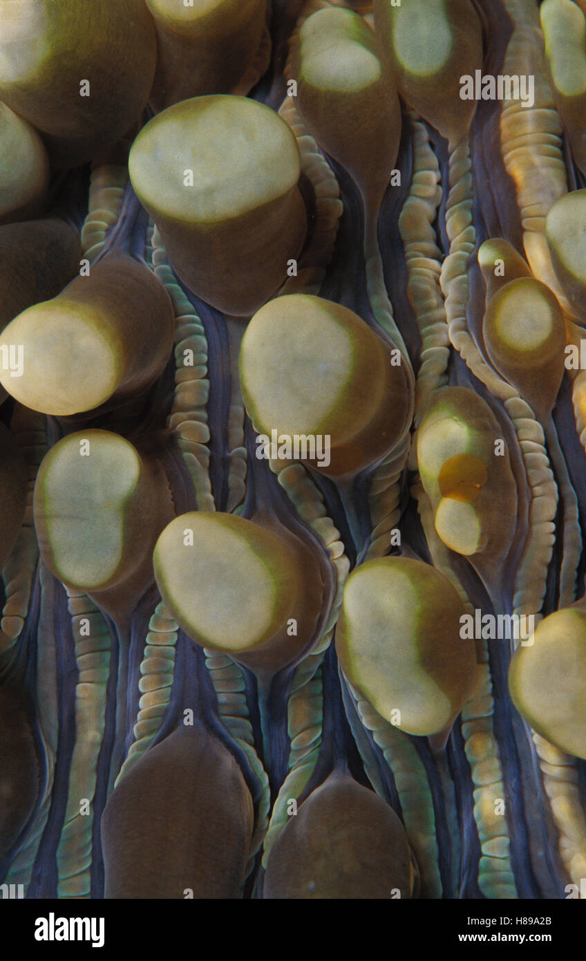 Mushroom Coral (Heliofungia actiniformis), Indonesia Stock Photo - Alamy