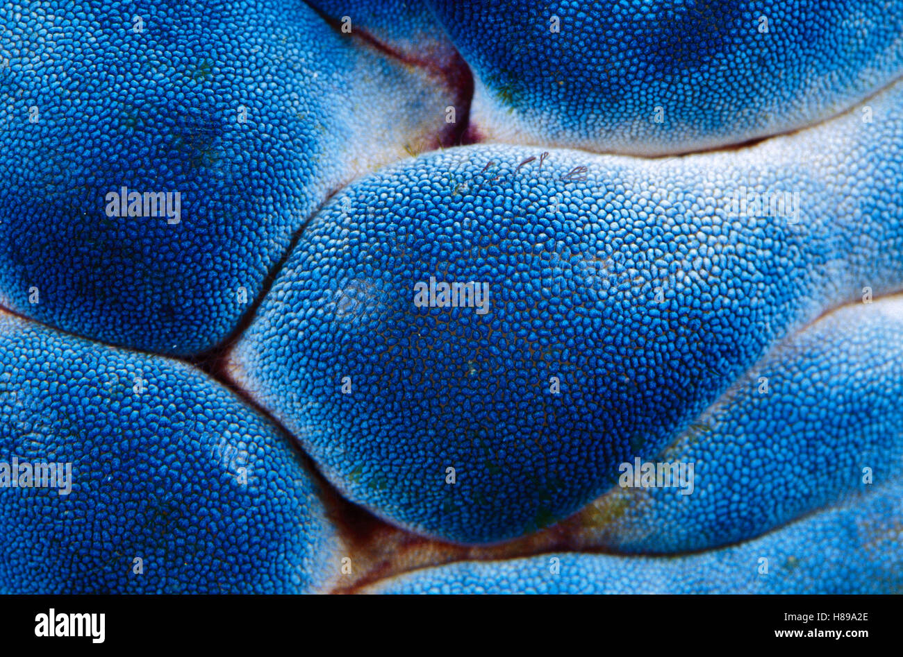 Tunicate (Polycarpa aurata) detail, Indonesia Stock Photo - Alamy