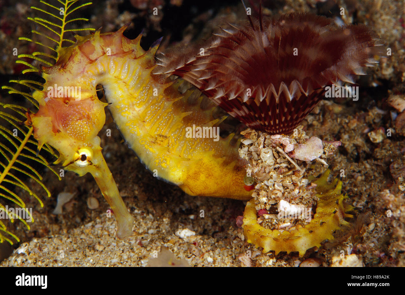 Thorny Seahorse (Hippocampus histrix) and Feather Duster Worm ...