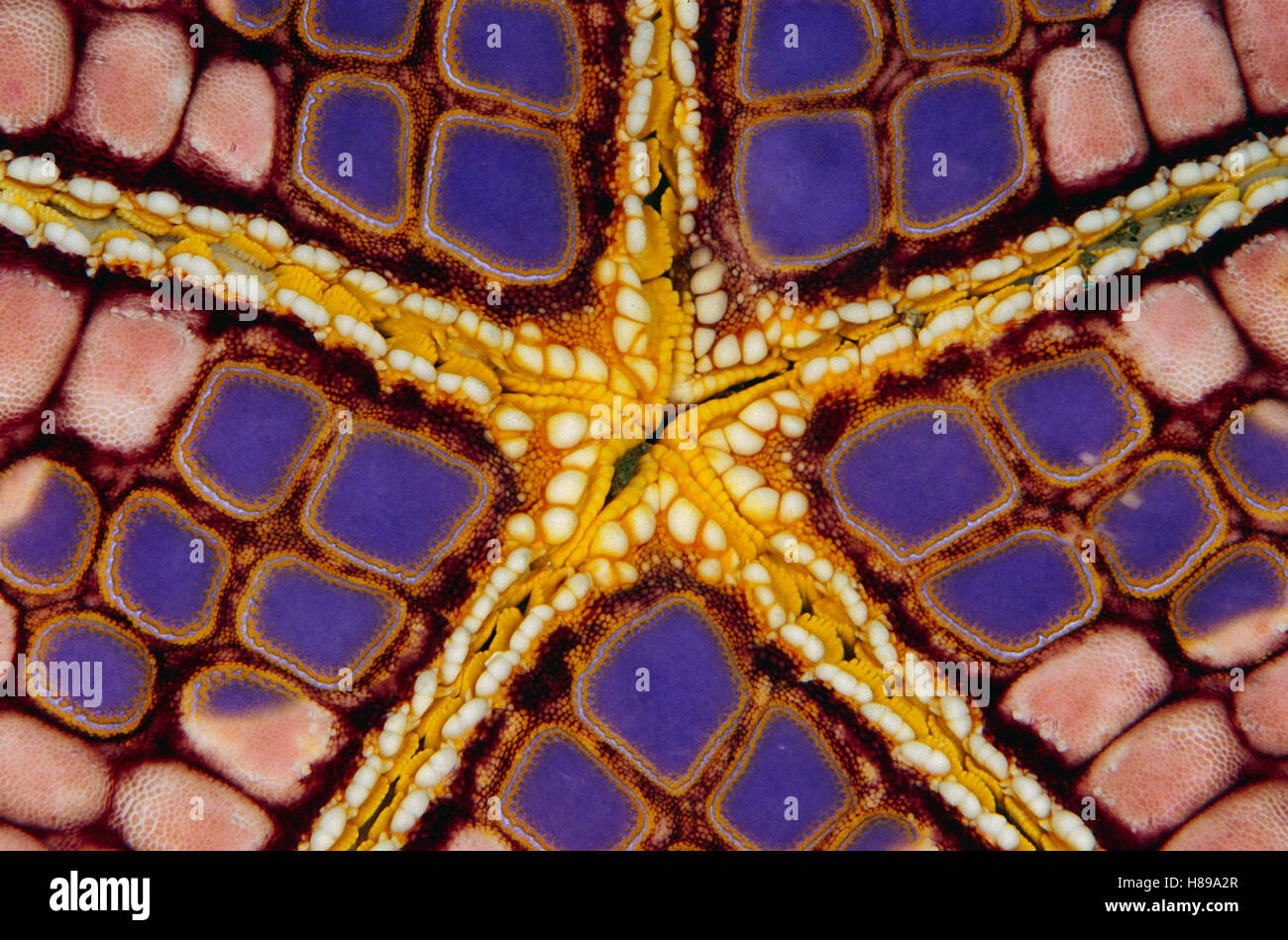 Sea Star (Iconaster longimanus) underside, Indonesia Stock Photo - Alamy