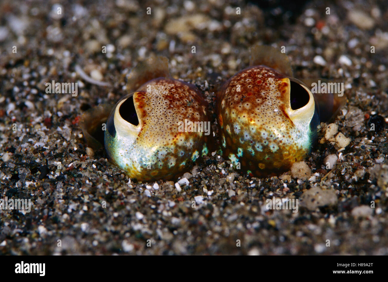 Squid hiding in sand reveals only its eyes, Indonesia Stock Photo - Alamy