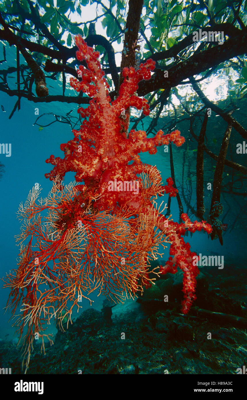 Soft Coral (Dendronephthya sp) on mangrove roots, Indonesia Stock Photo ...