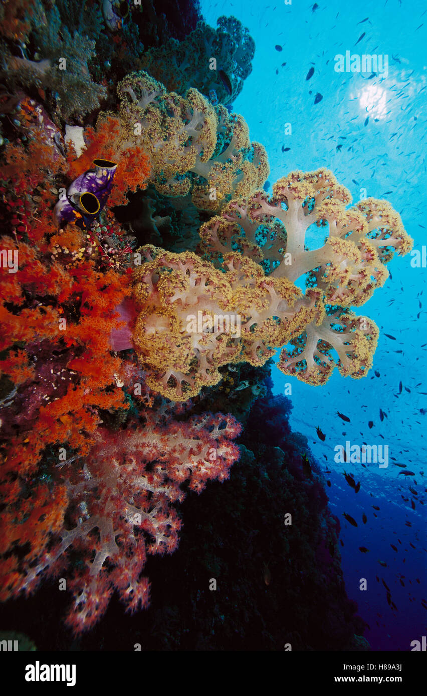 Soft Coral (Dendronephthya sp) and (Scleronephthya sp) reef, Indonesia ...