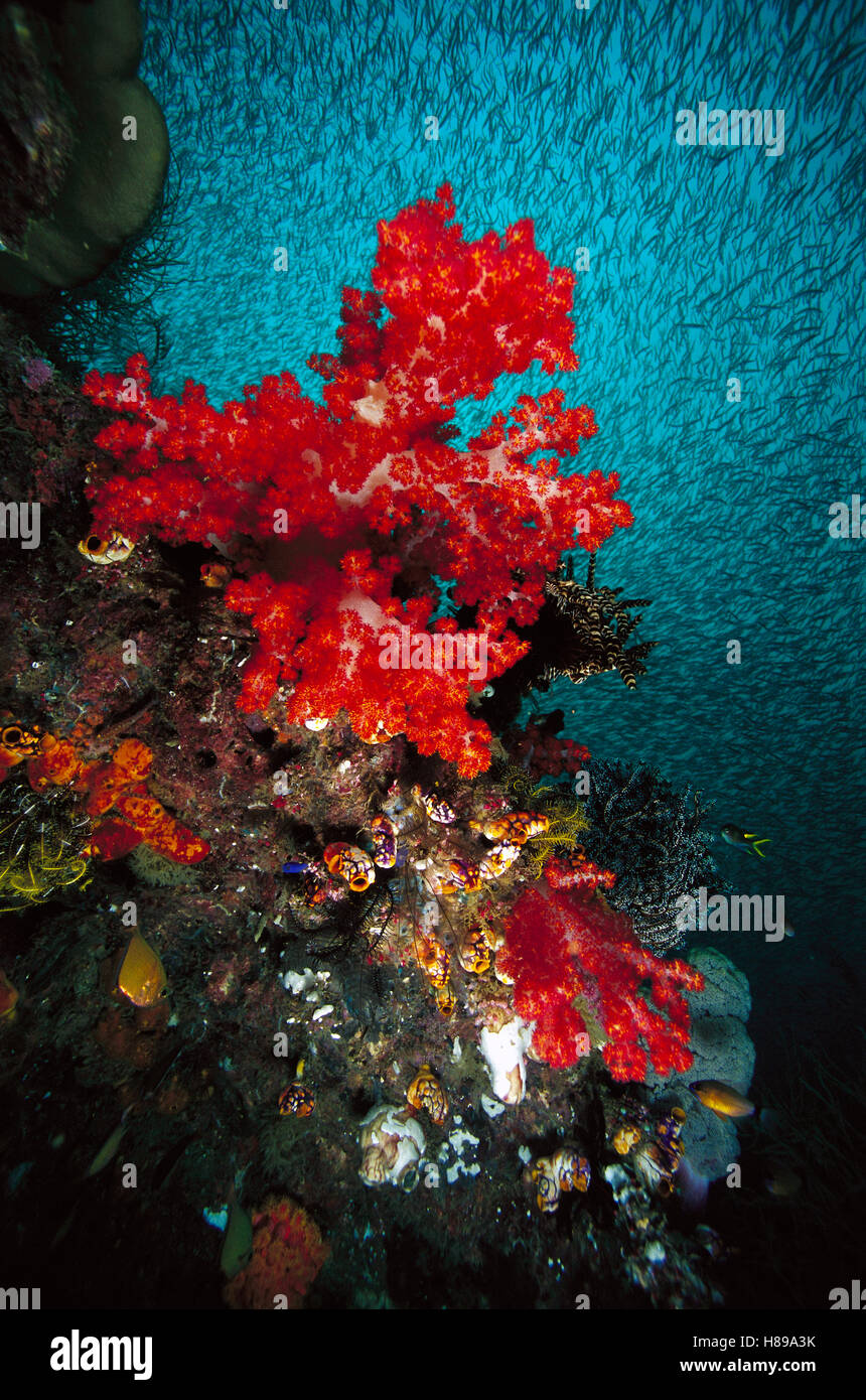 Soft Coral (Dendronephthya sp) reef, Indonesia Stock Photo - Alamy