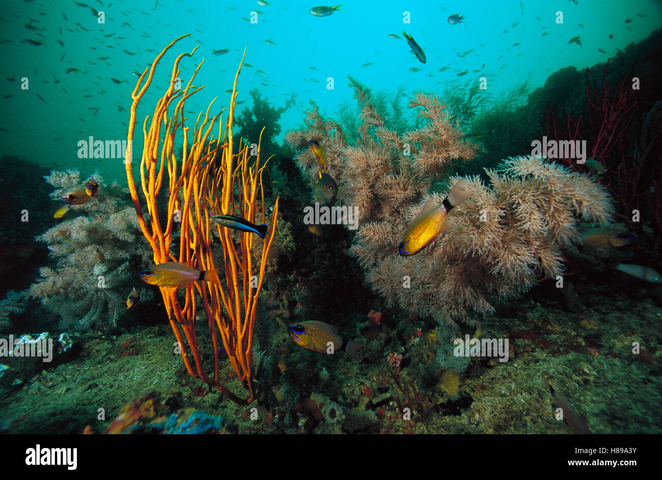 Soft Coral (Ellisella sp) and Black Coral (Antipathes sp), Indonesia ...