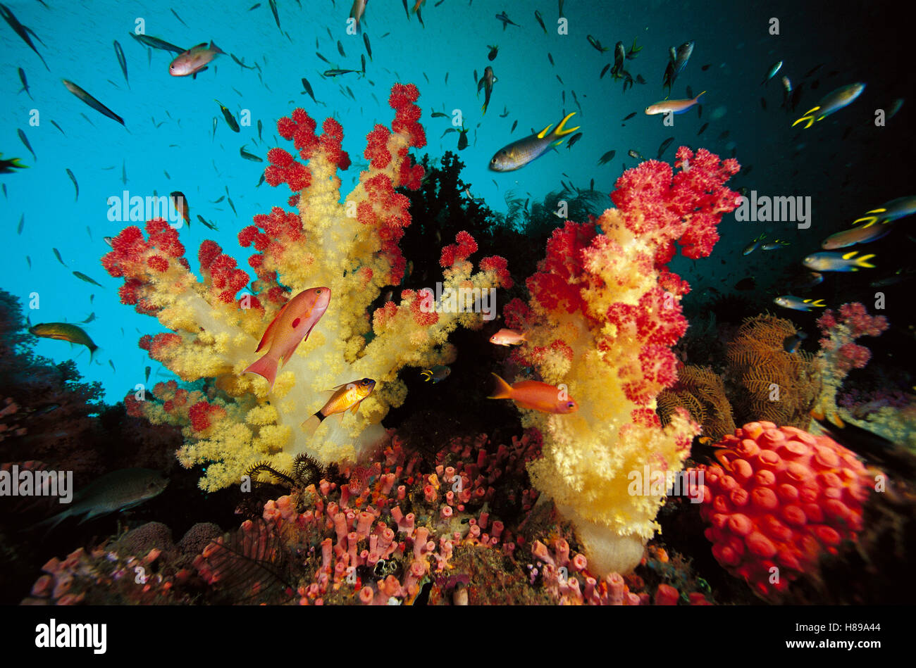 Soft Coral (Dendronephthya sp) and Soft Coral (Tubastraea sp) reef ...
