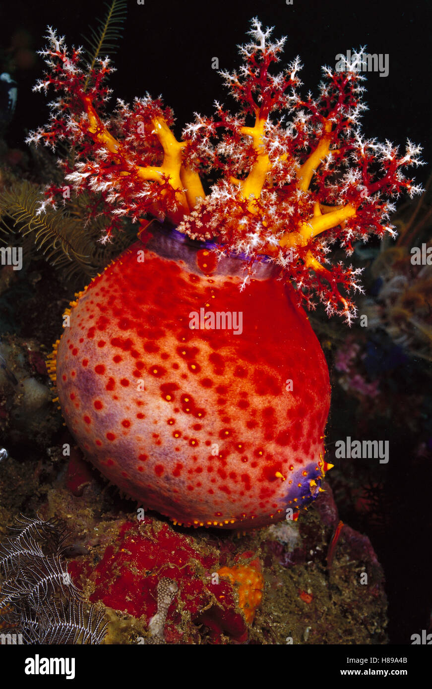 Sea Apple (Pseudocolochirus sp) sea cucumber with tentacles extended ...