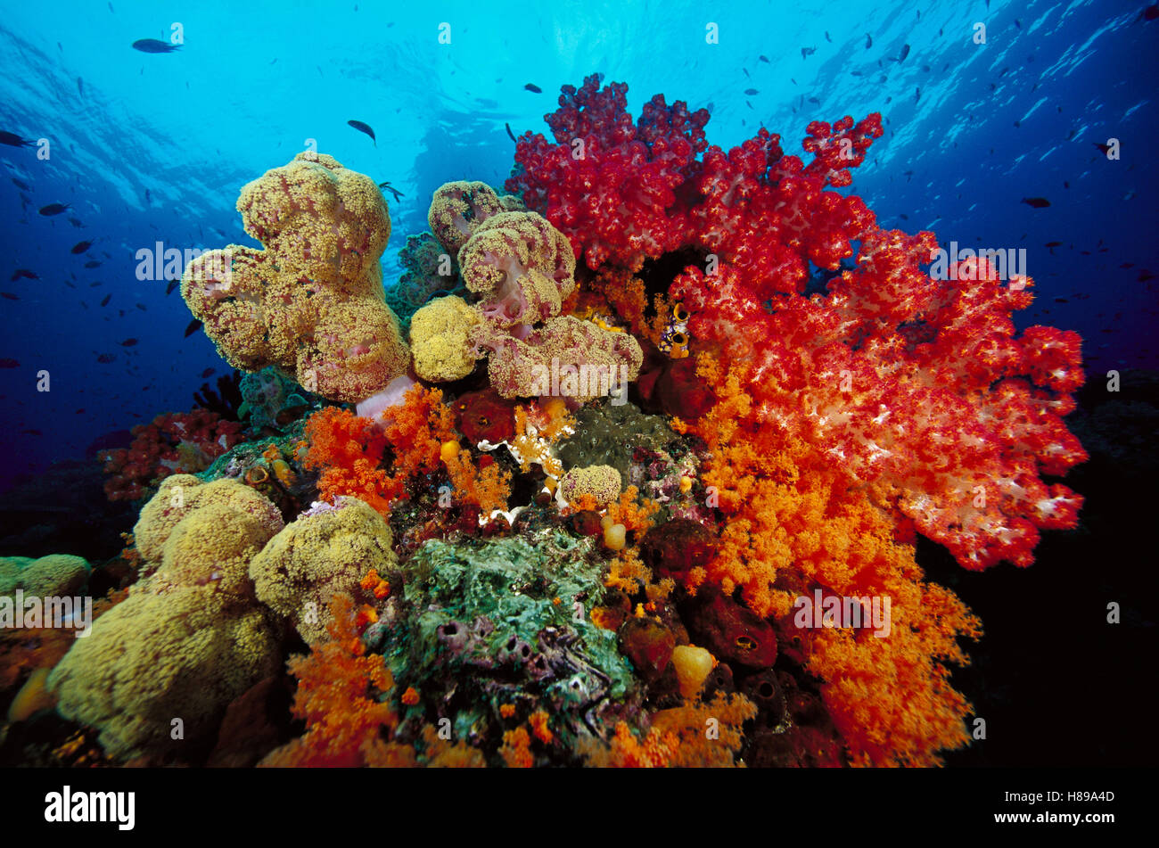 Soft Coral (Dendronephthya sp) and Soft Coral (Scleronephthya sp) reef ...