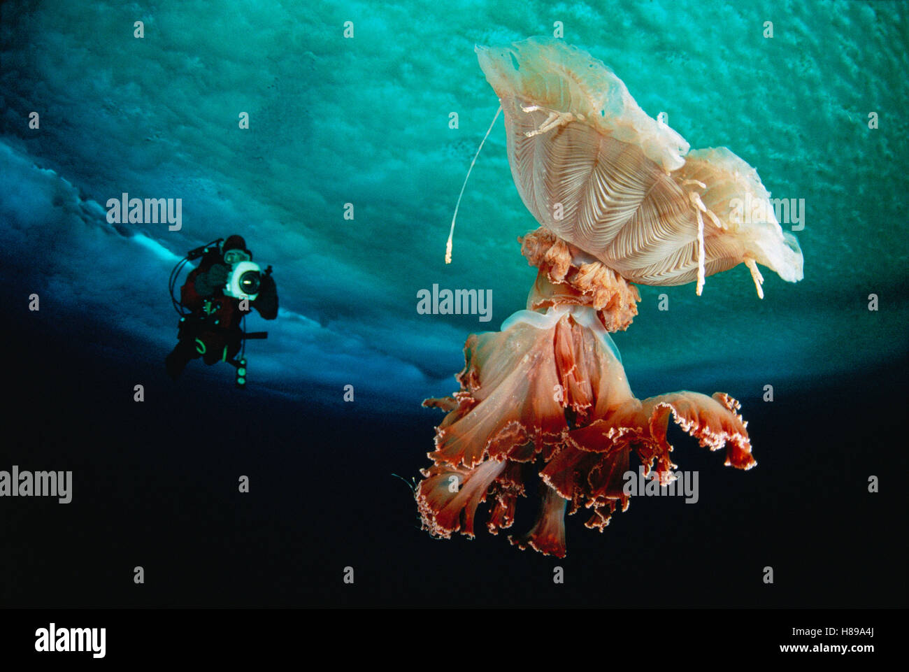 Medusa (Desmonema glaciale) near the surface, bell can reach over one ...