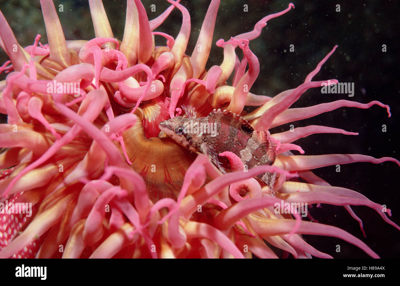 Painted Greenling (Oxylebius pictus) hides in Sea Anemone for ...