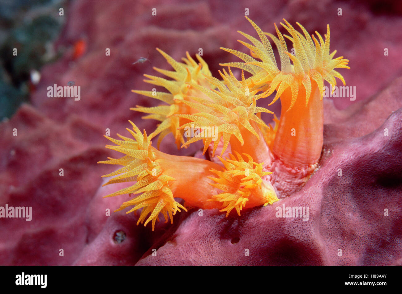 Orange Tube Coral (Tubastraea aurea) polyps extended only at night ...