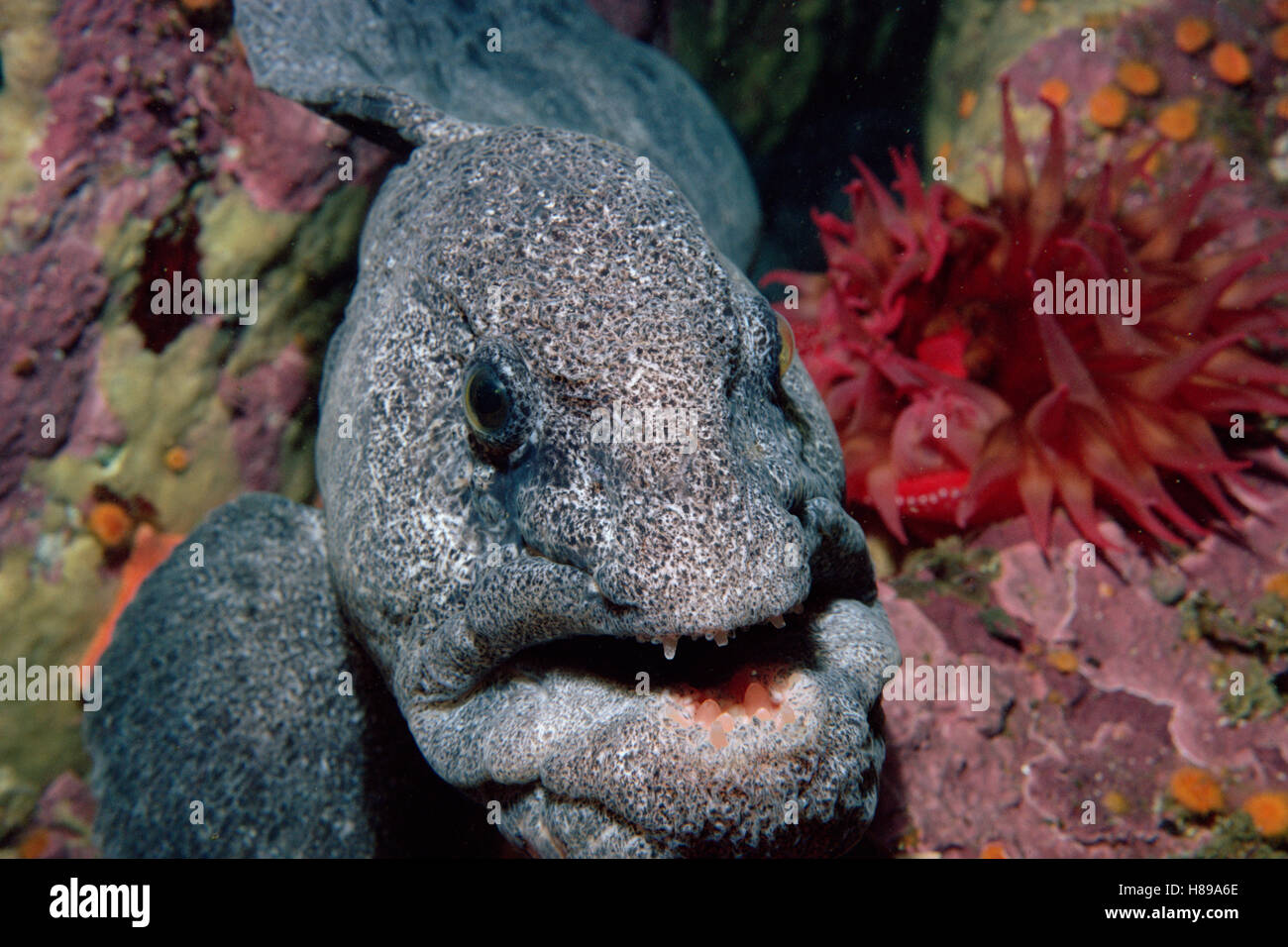 Wolf Eel (Anarrhichthys ocellatus) feeds on Crabs and Purple Sea ...