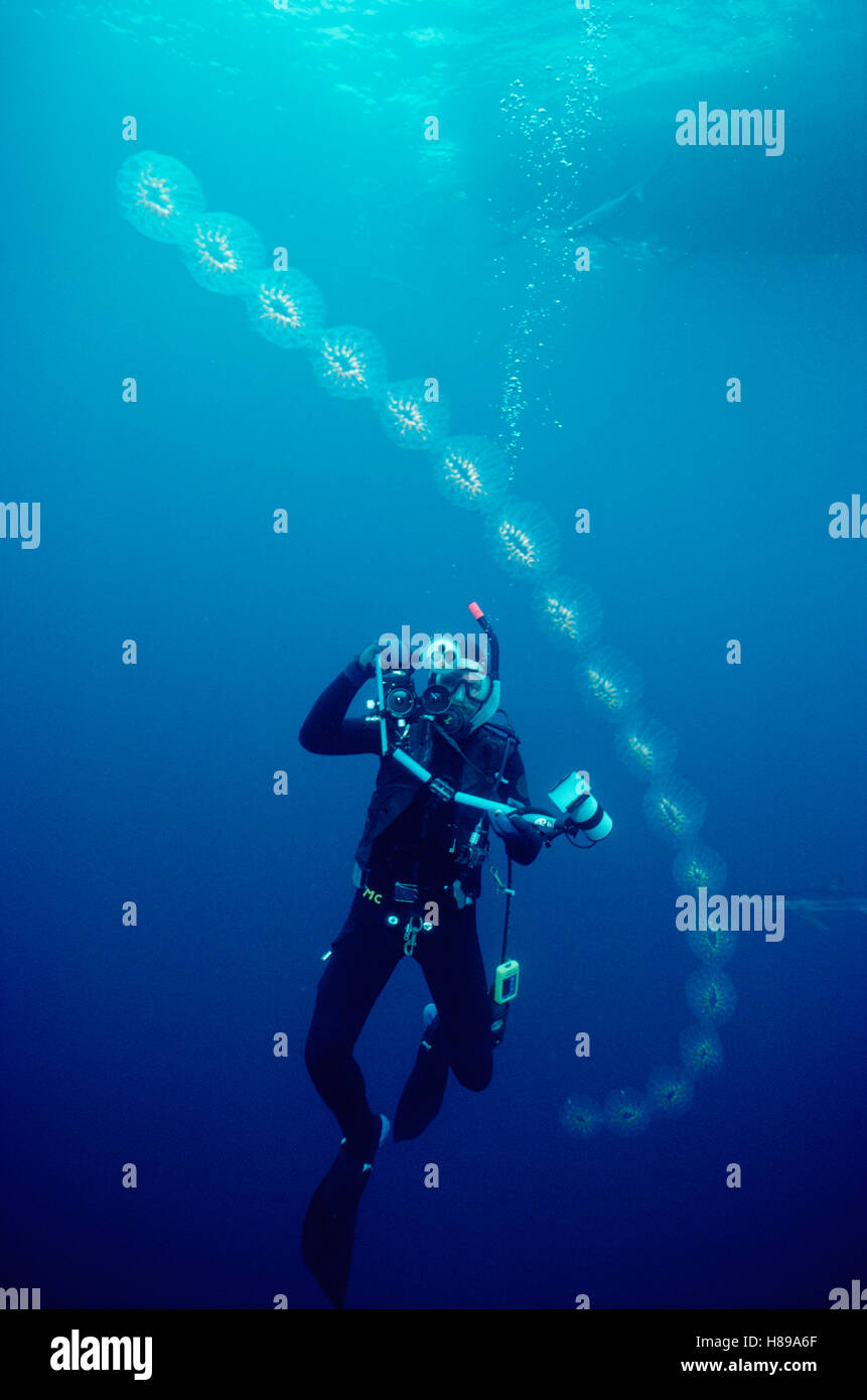 Scuba diver and salp chain showing asexual reproduction of salps ...