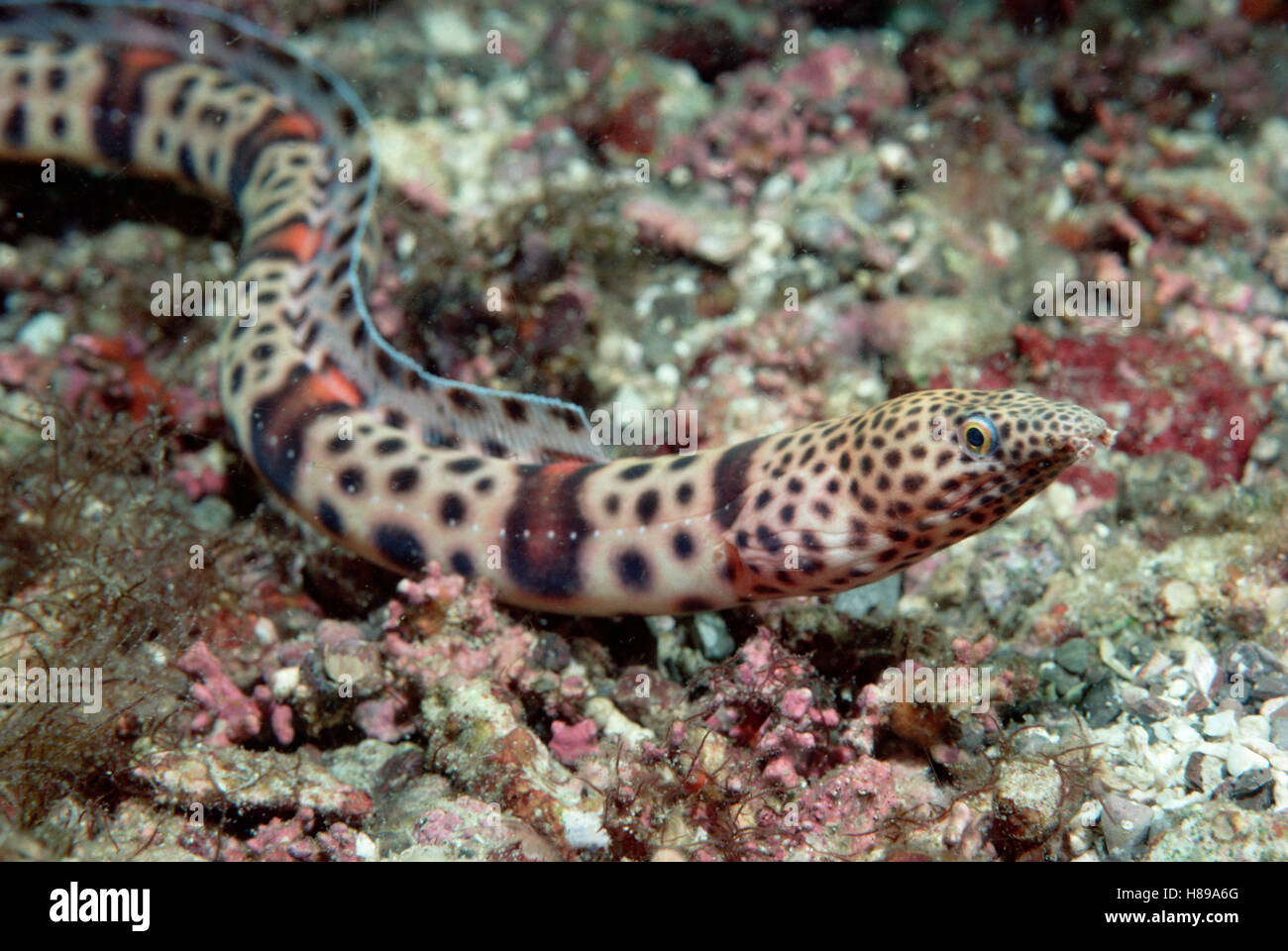 Pacific Snake Eel (Ophichthus triserialis) a type of fish that travels ...