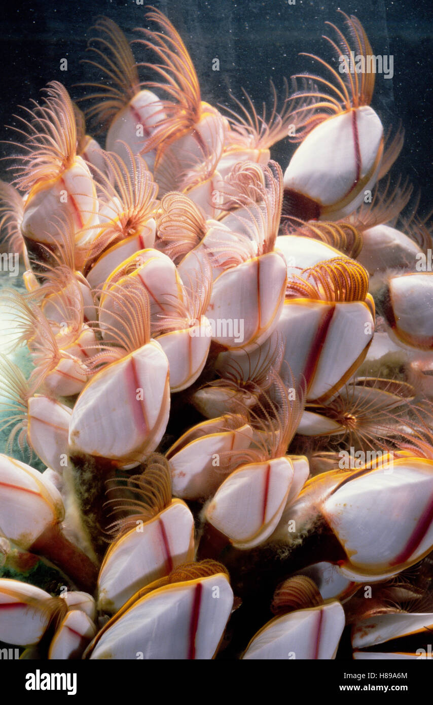 Goose Barnacle (Lepas sp) group filter feeding, attached to fisherman's ...