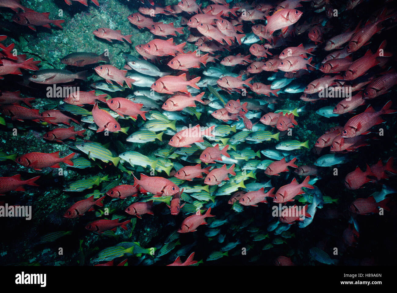 Bigscale Soldierfish (Myripristis berndti) and Blue-and-gold Snapper ...