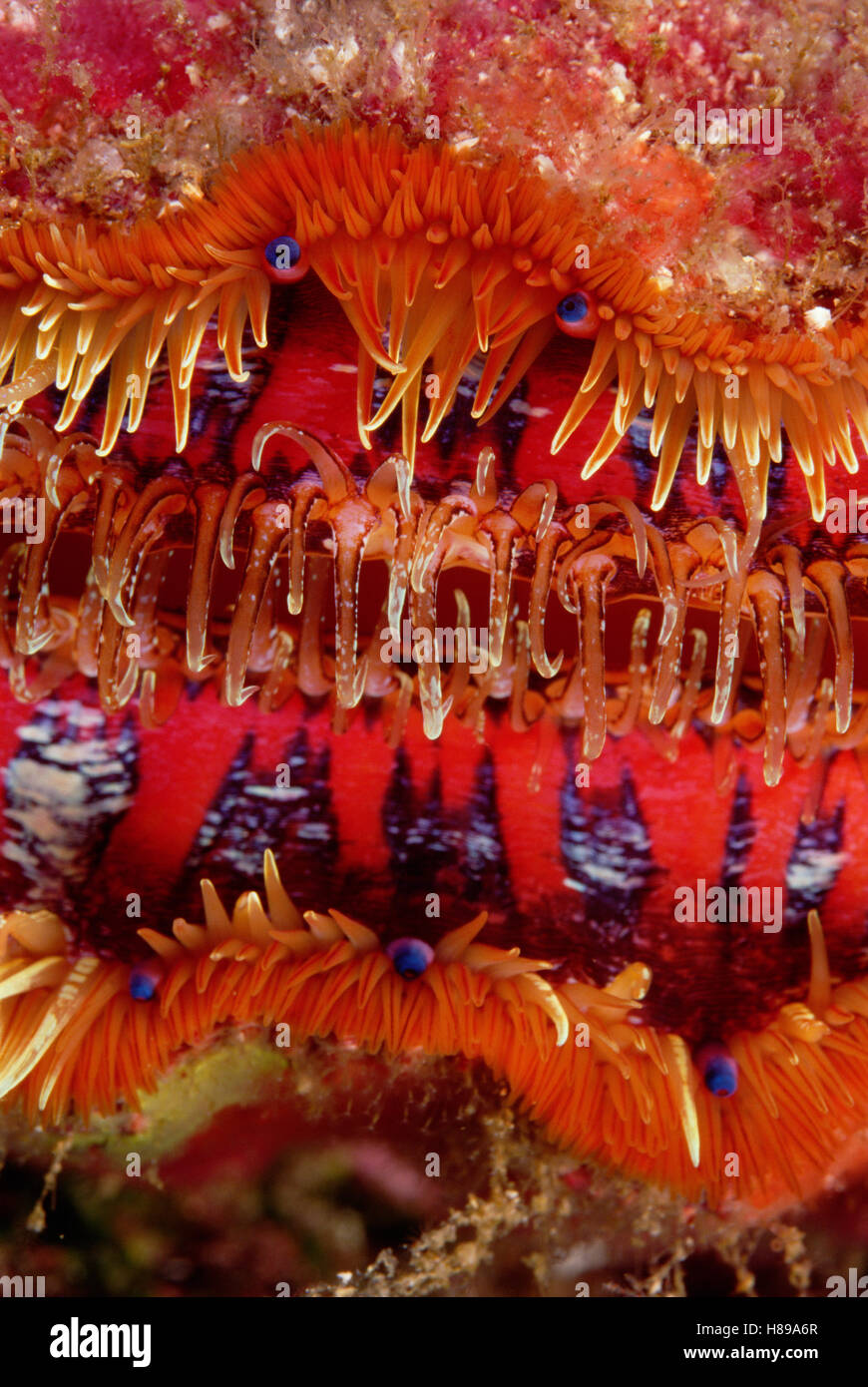 Scallop (Nodipecten magnificus) colorful mantle containing blue eyes ...