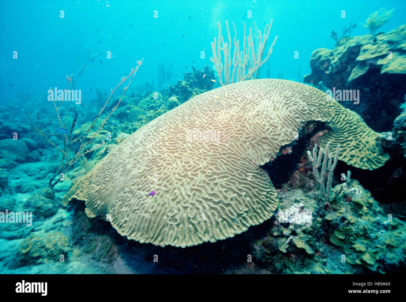 Boulder Brain Coral (Colpophyllia natans) common in south Florida ...