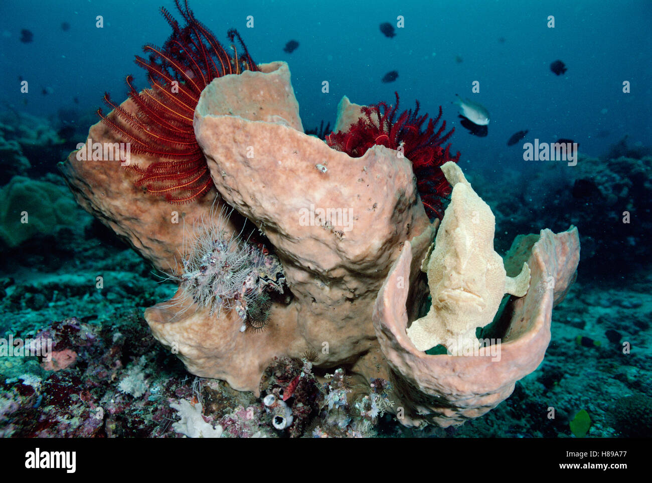 Frogfish (Antennarius sp) resembles a sponge and ambushes prey ...