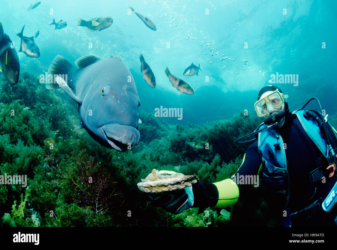 Blue Groper (Achoerodus viridis) a large Wrasse, once hunted almost to ...