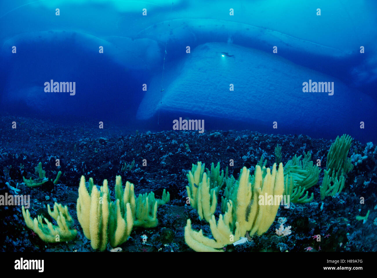 Polychaete (Isodictya erinacea) group and diver with grounded iceberg ...
