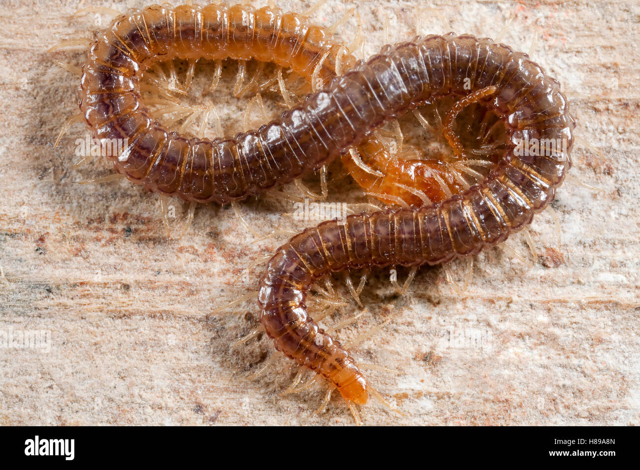 Centipede (Geophilus carpophagus), Den Helder, Noord-Holland ...