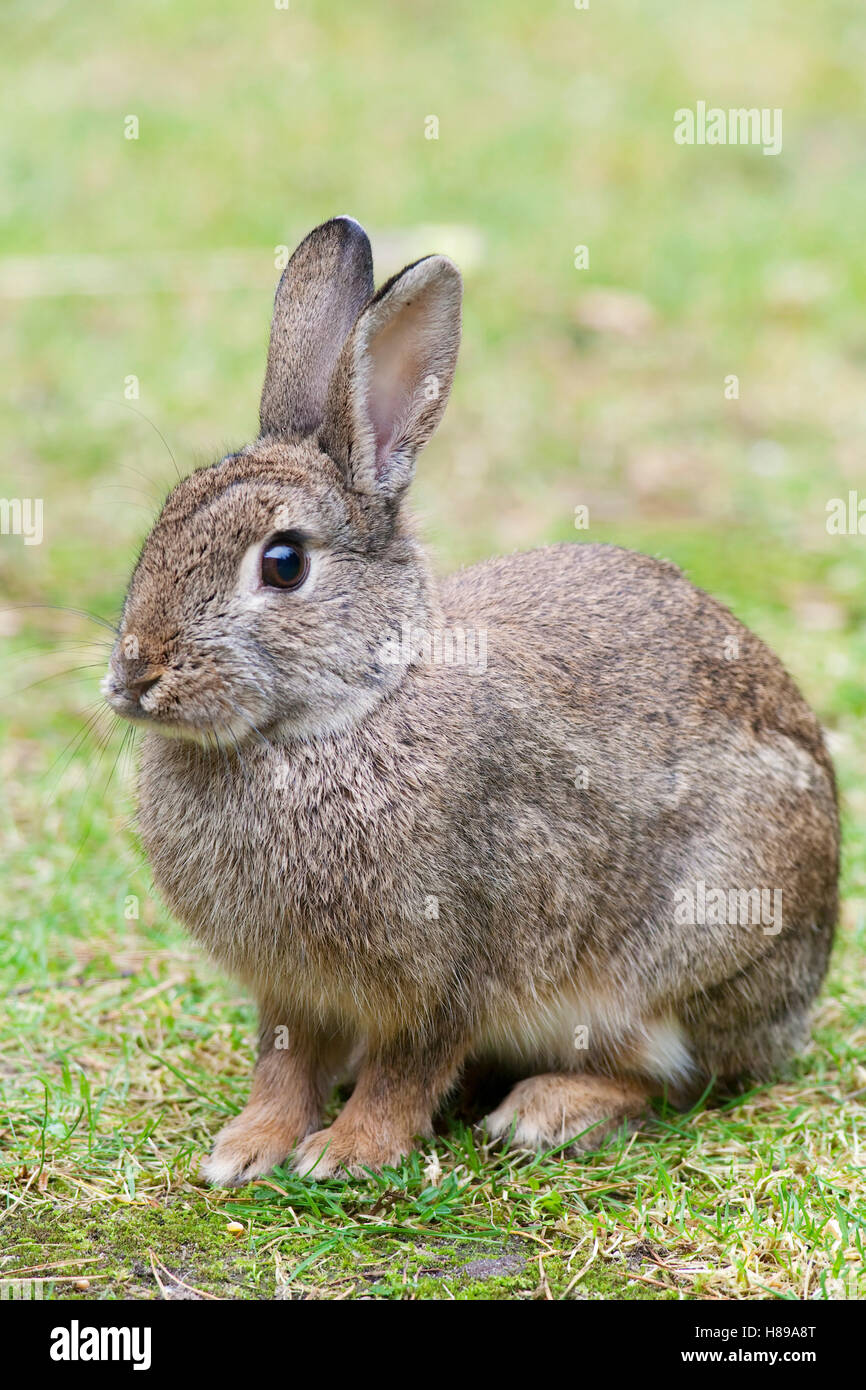 European Rabbit (Oryctolagus cuniculus), Eerbeek, Gelderland ...