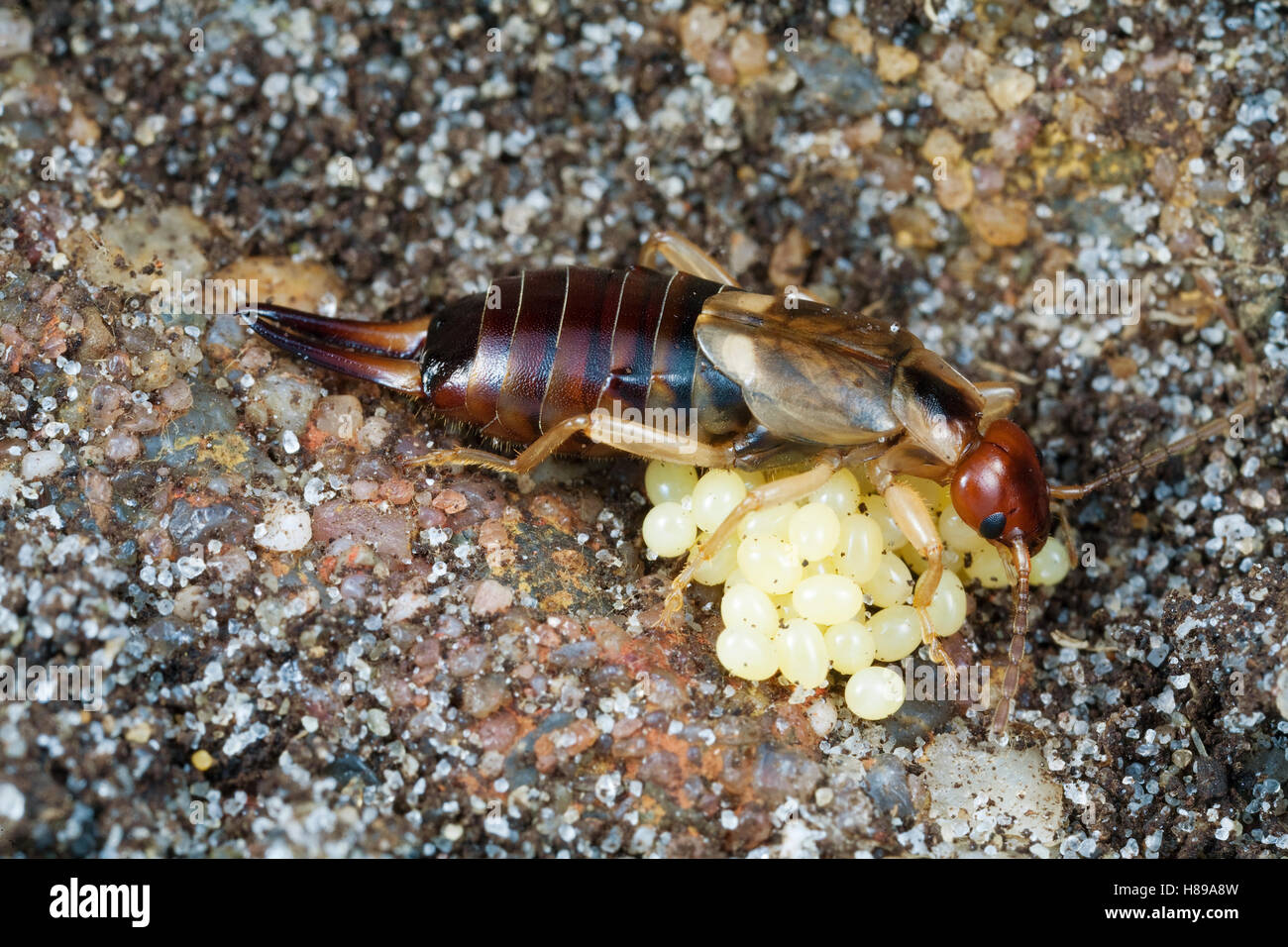 Common Earwig (Forficula auricularia) female with eggs, Den Helder ...