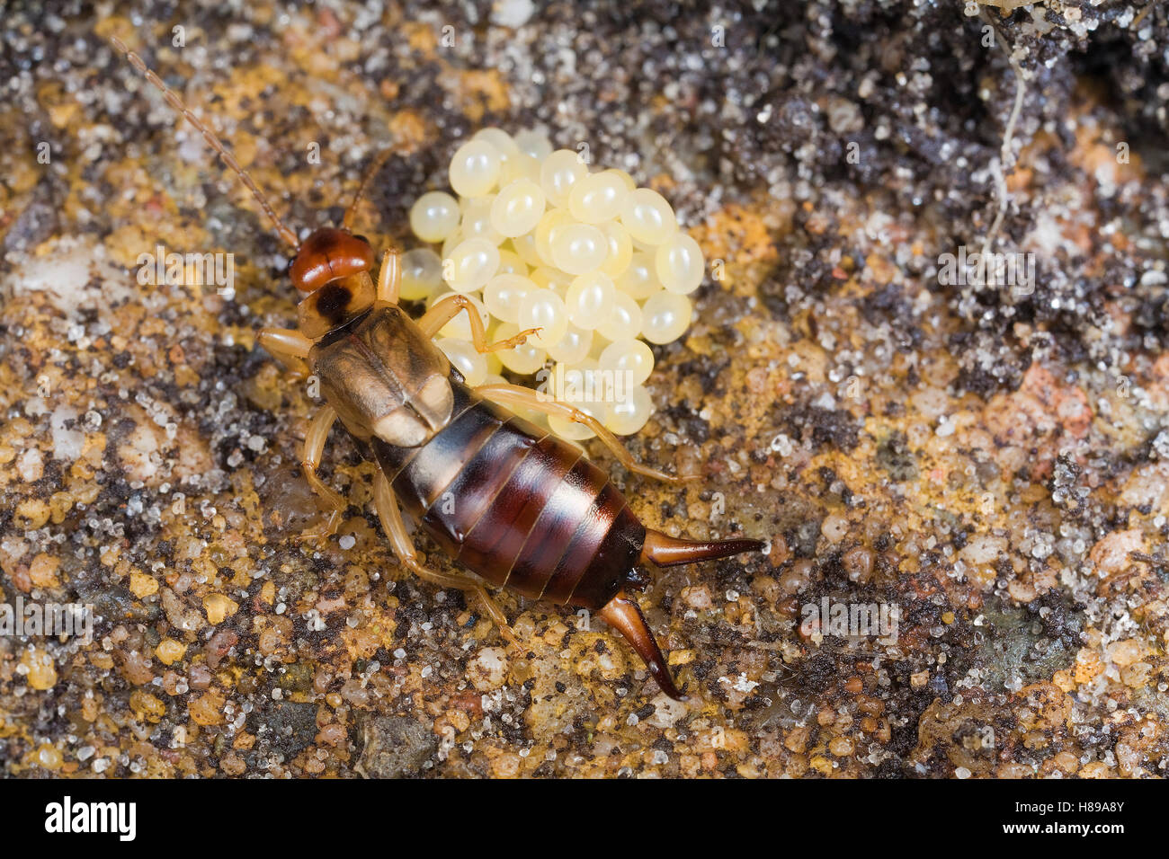 Common Earwig (Forficula auricularia) female with eggs, Den Helder ...