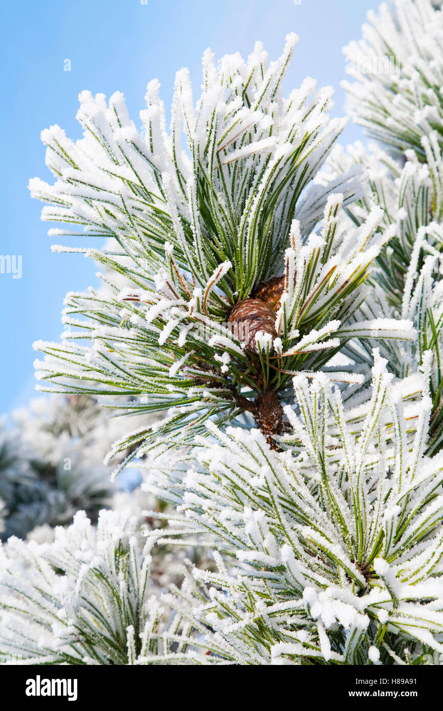 European Black Pine (Pinus nigra) covered in ice, Den Helder, Noord ...