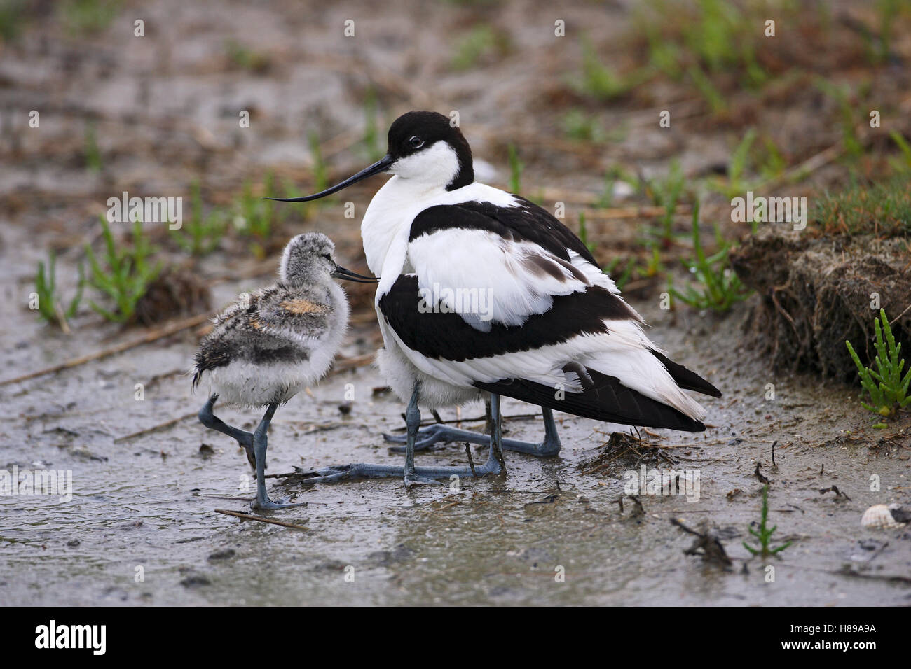 Pied Avocet (Recurvirostra avosetta) with chick, Texel, Noord-Holland ...