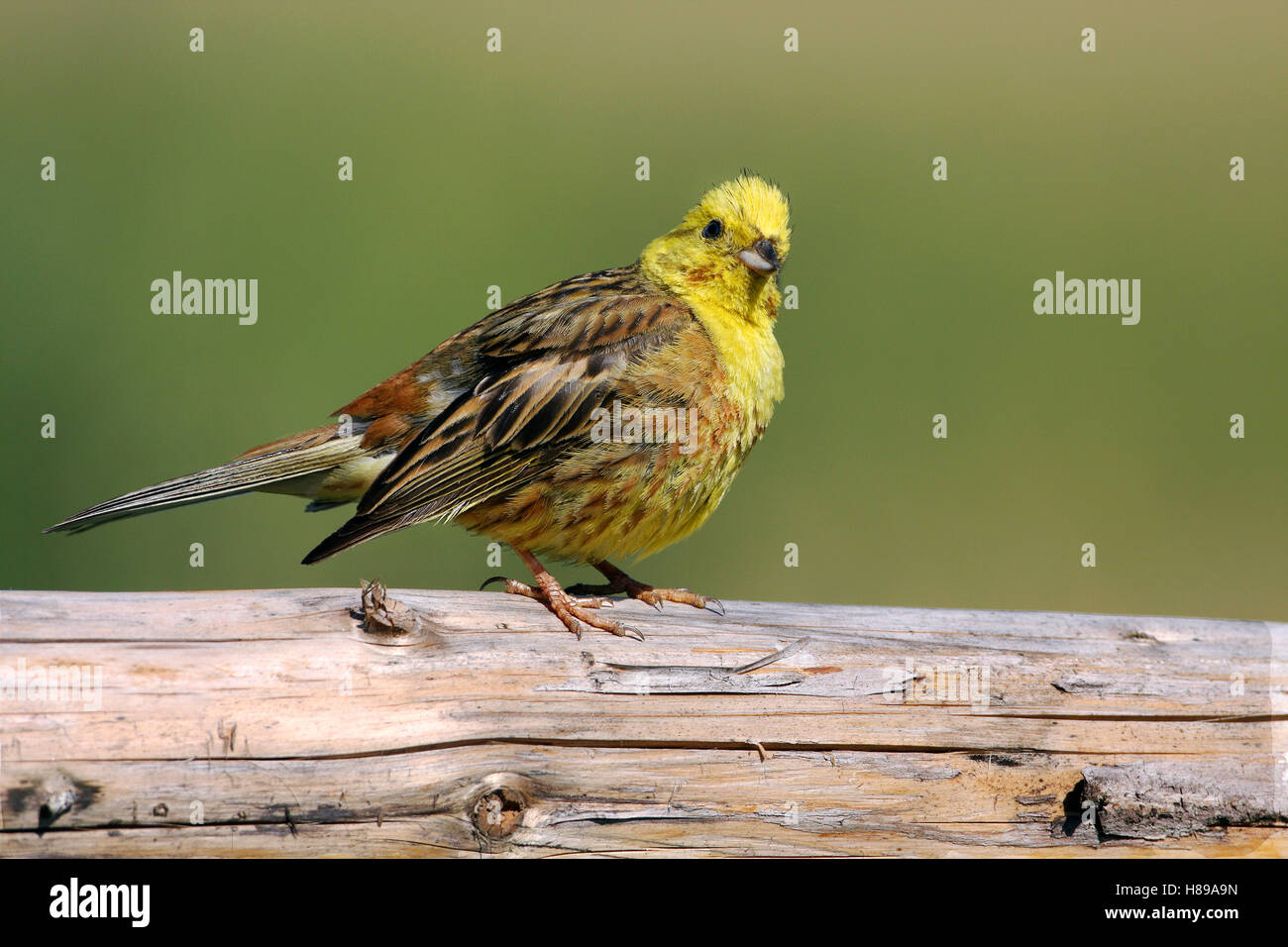 Yellowhammer (Emberiza citrinella) male, Stepnica, Poland Stock Photo ...