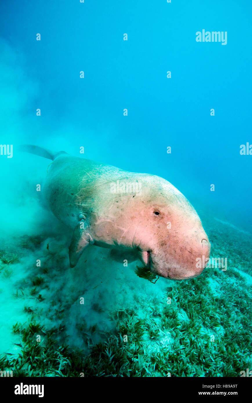 Dugong (Dugong dugon) swimming, Red Sea, Egypt Stock Photo - Alamy