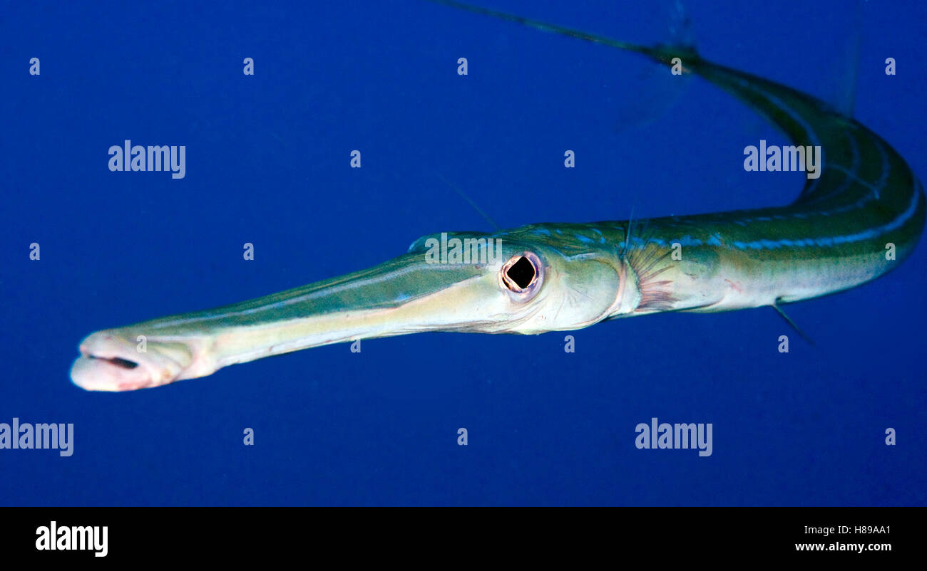 Bluespotted Cornetfish (Fistularia commersonii), Red Sea, Egypt Stock ...