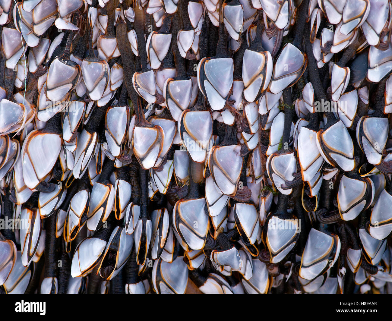 Duck Barnacle (Lepas anatifera) group, Shetland Islands, Scotland ...