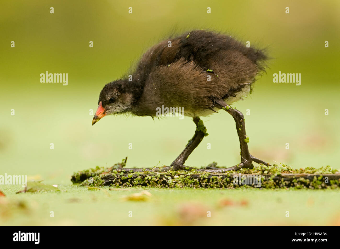 Common Moorhen (Gallinula chloropus) chick walking on a plank ...