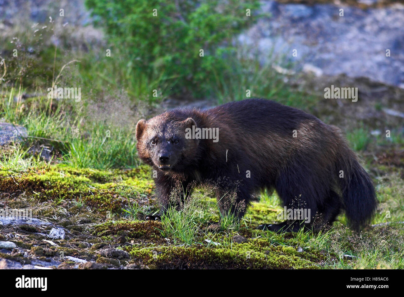 Wolverine (Gulo gulo), Sweden Stock Photo - Alamy