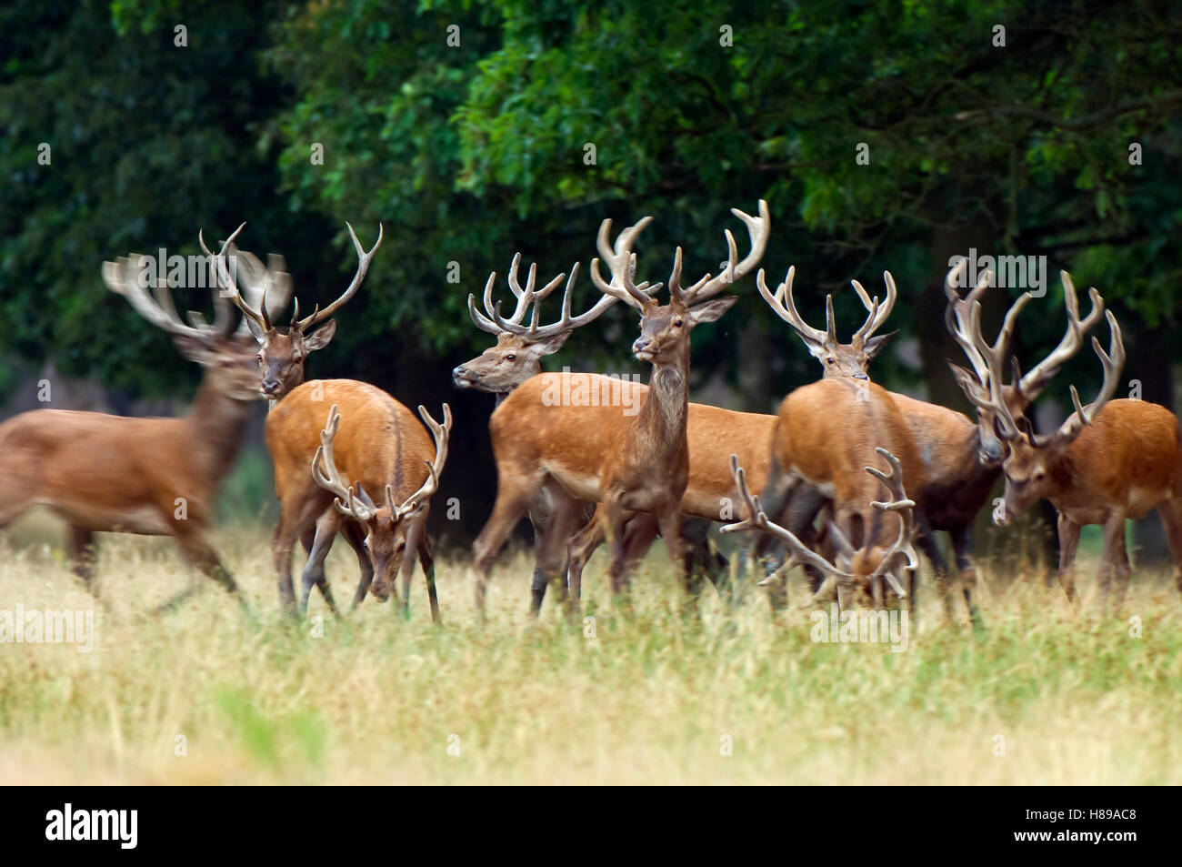 Red Deer (Cervus elaphus) group, National Park De Hoge Veluwe ...