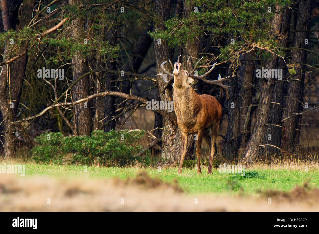 Red Deer (Cervus elaphus) stag bugling, National Park De Hoge Veluwe ...