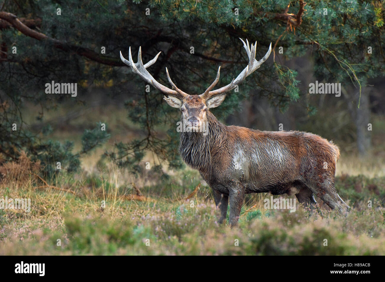 Red Deer (Cervus elaphus) stag, National Park De Hoge Veluwe ...