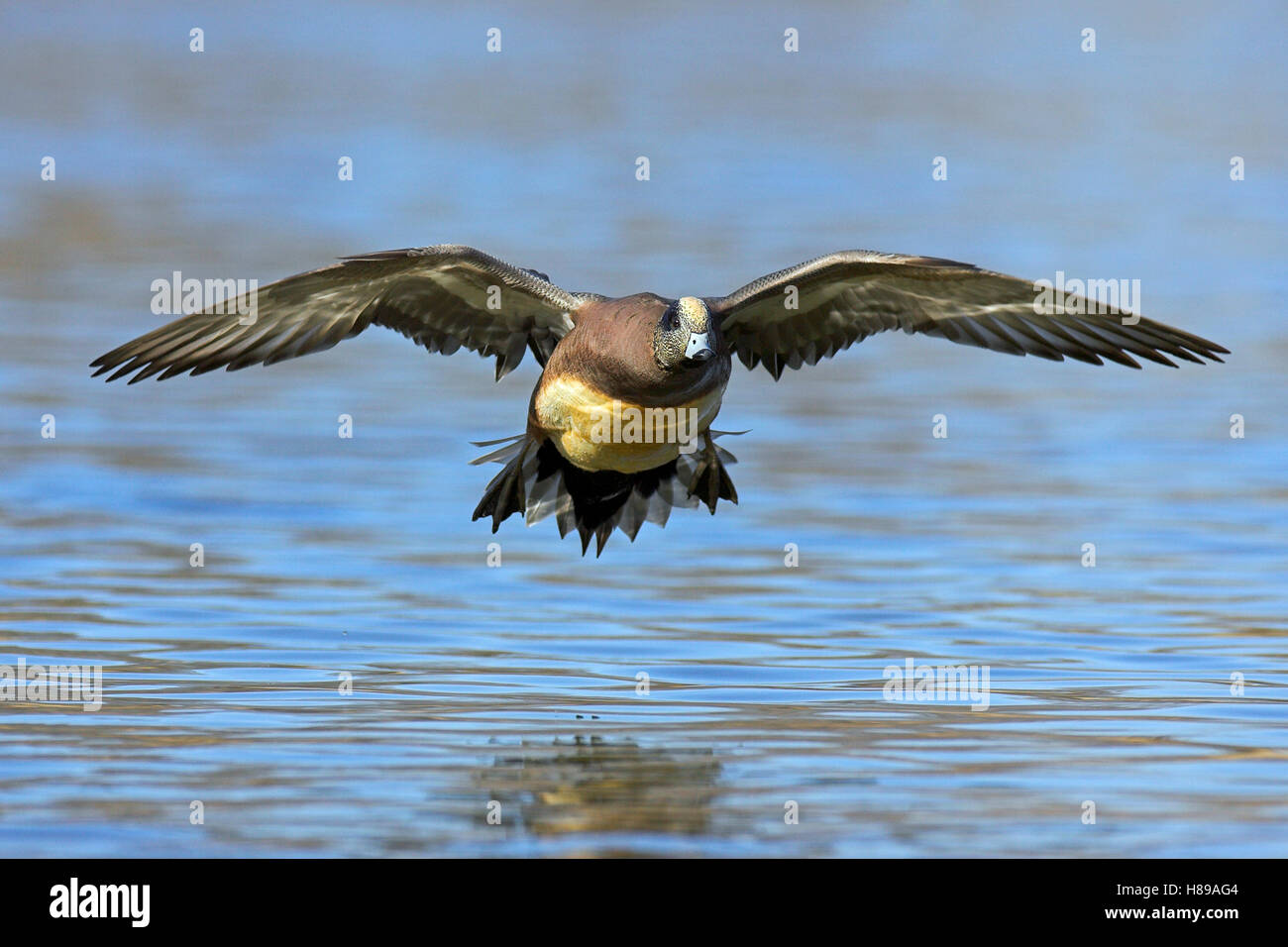 American Wigeon (Anas americana) drake landing on the water, Vancouver ...