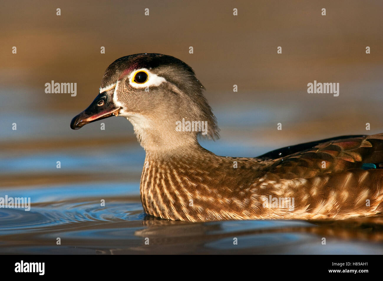 Wood Duck (Aix sponsa) female, Vancouver, British Columbia, Canada ...