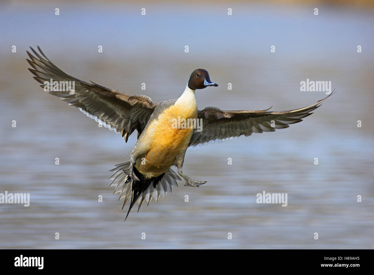 Northern Pintail (Anas acuta) drake landing on the water, Vancouver ...